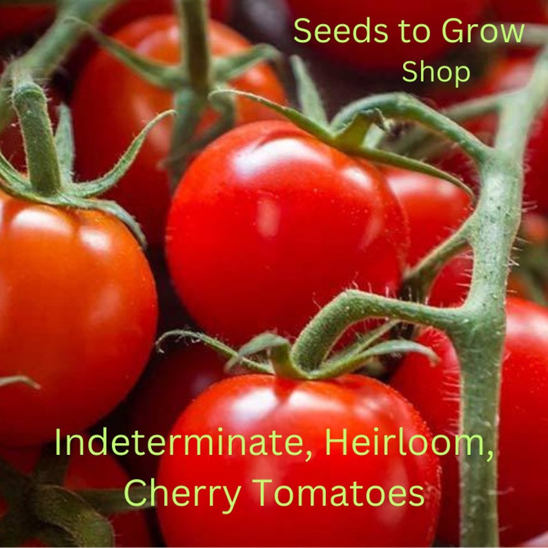 Large Red Cherry Tomato Seeds Indeterminate, Heirloom, Cherry Tomatoes - Etsy