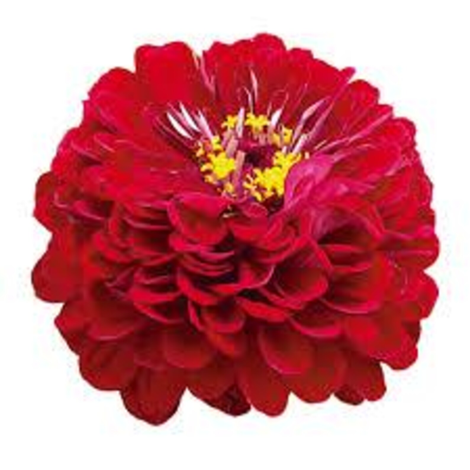 Benary's Giant Zinnia Seeds Deep Red - Etsy