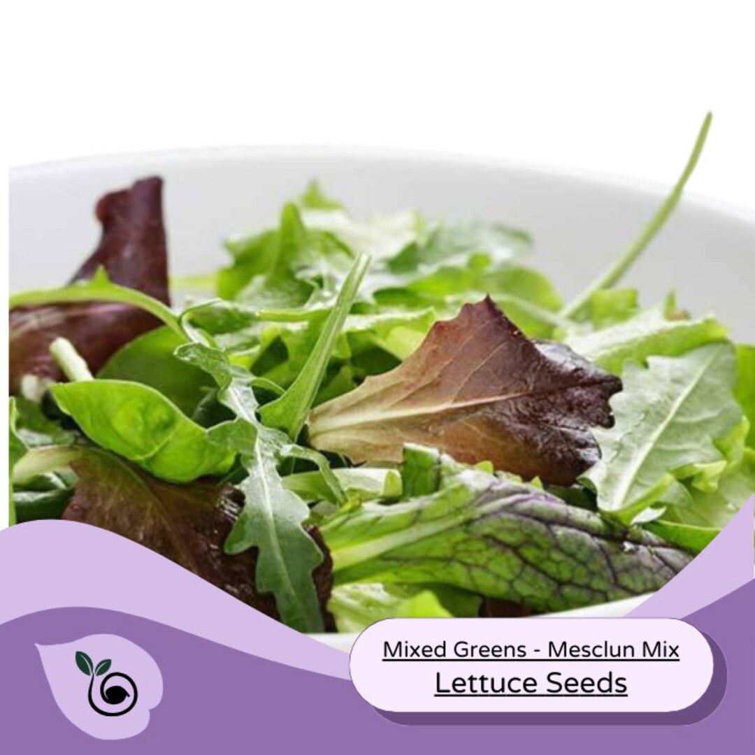 Lettuce Seeds - Mixed Greens - Mesclun Mix - Etsy