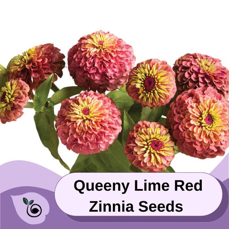 Queeny Lime Red Zinnia Seeds 20 Seeds Package. - Etsy