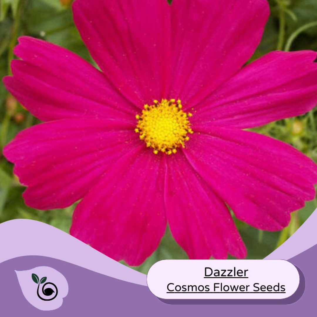 Cosmos Flower Seeds-dazzler Attracts Bees, Attracts Butterflies ...