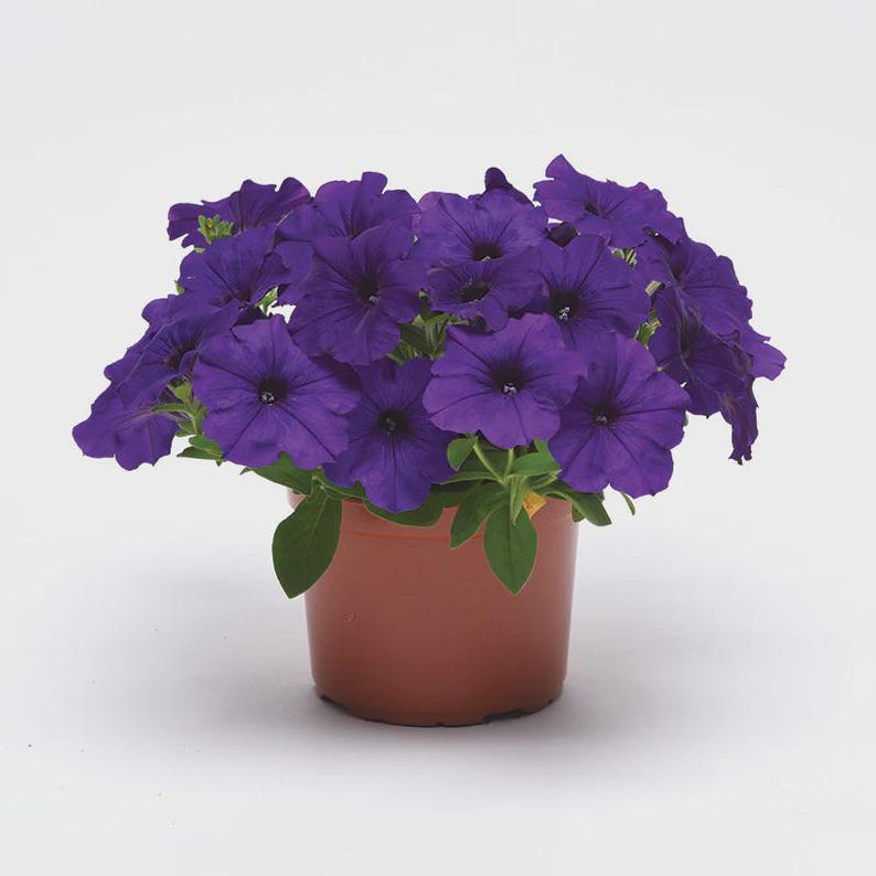 Petunia E3 Easy Wave Blue Seeds - Etsy