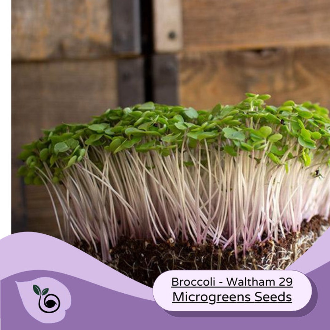 Broccoli Seeds Waltham 29 Microgreens Seeds - Etsy