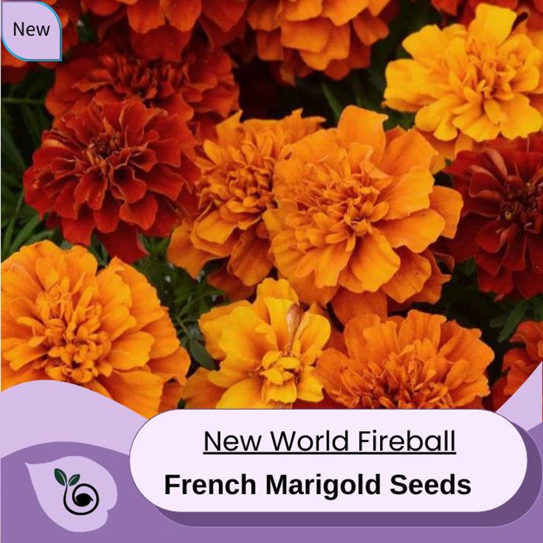French Marigold Seeds -new World Fireball - Etsy