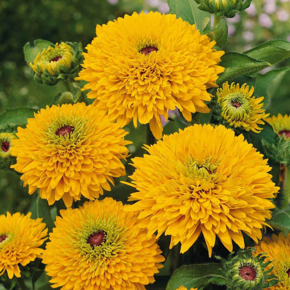 Rudbeckia Maya Seed Flower Seeds - Etsy