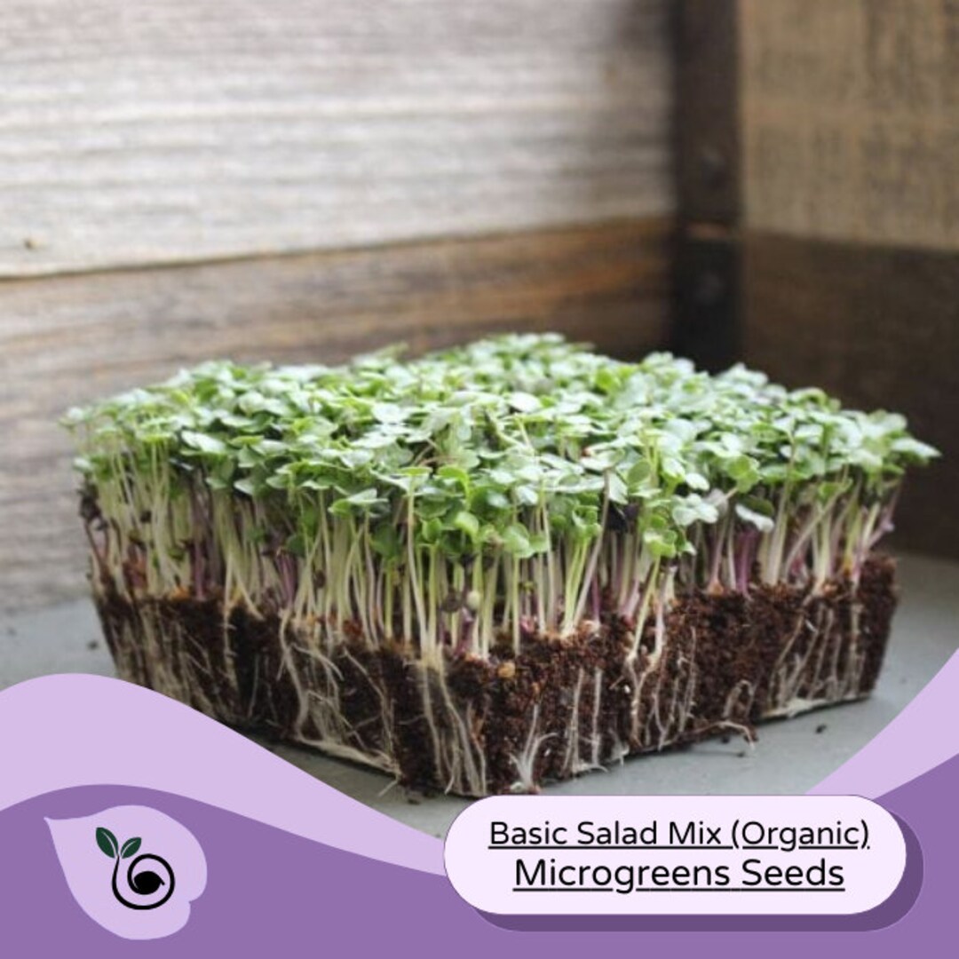 Basic Salad Mix organic Microgreens Seeds - Etsy