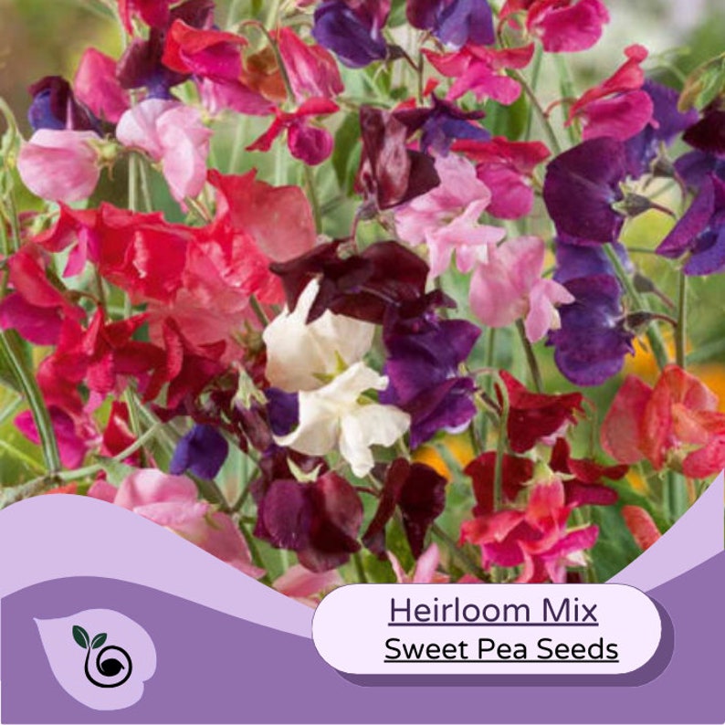 Heirloom Sweet Pea Seeds-heirloom Mix Flower Seeds - Etsy
