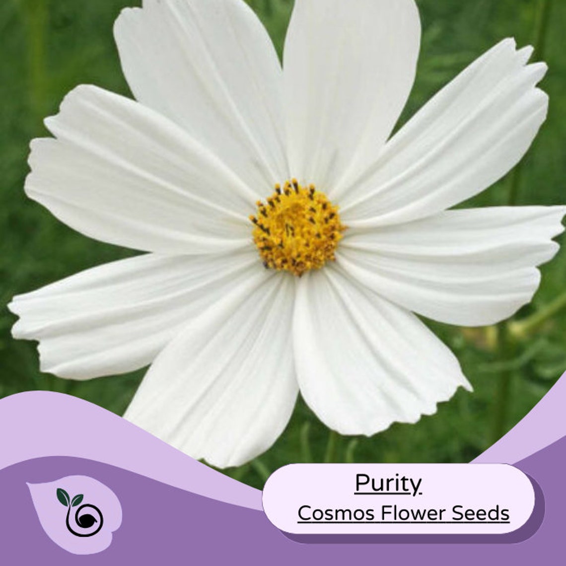 Cosmos Flower Seeds-purity 2 G 260 + Seeds Package - Etsy
