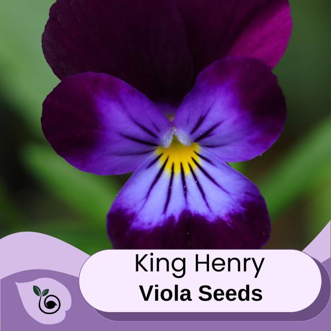 Viola Seeds Viola King Henry Seed Viola King Henry - Etsy