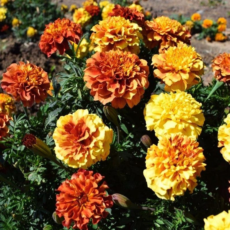 French Marigold Seeds New World Strawberry Blonde 30 Seeds - Etsy