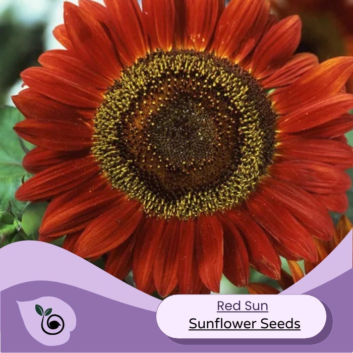Sunflower Seeds - Red Sun Flower Seeds - Etsy