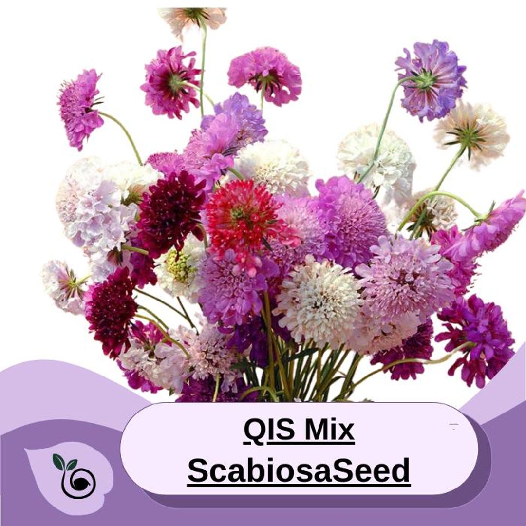Scabiosa Seeds QIS Mix Seed - Etsy