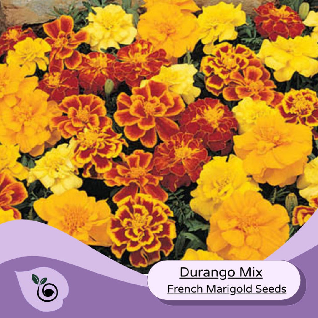 French Marigold Seeds - Durango Marigold Seeds Mix 50 Seeds - Etsy