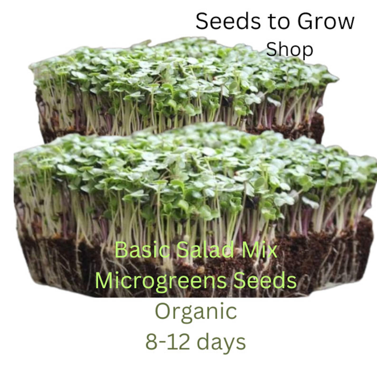 Basic Salad Mix organic Microgreens Seeds - Etsy