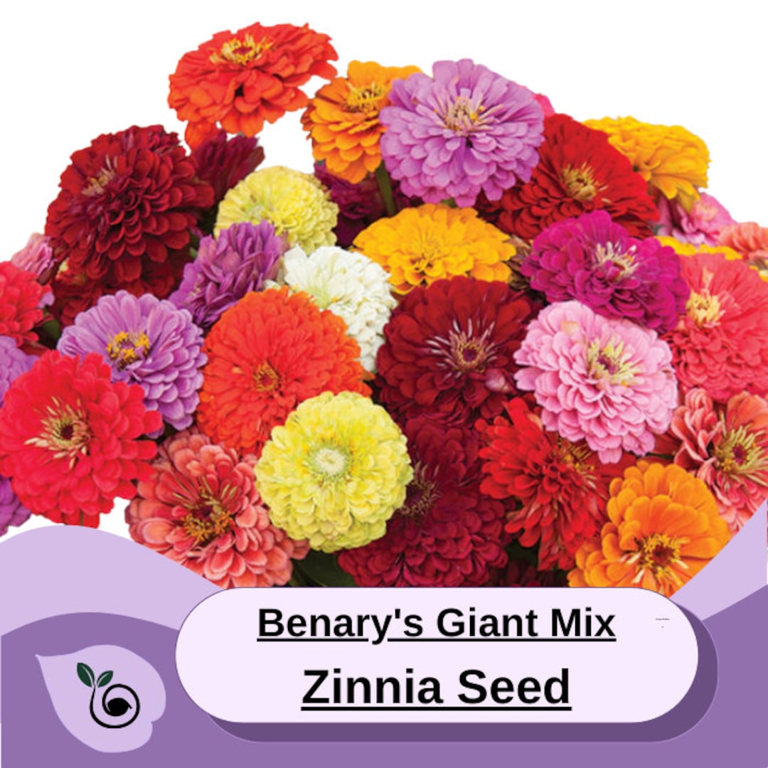 Zinnia Seed Mix - Benary's Giant Mix Zinnia Flower Seeds, Flower Seeds ...