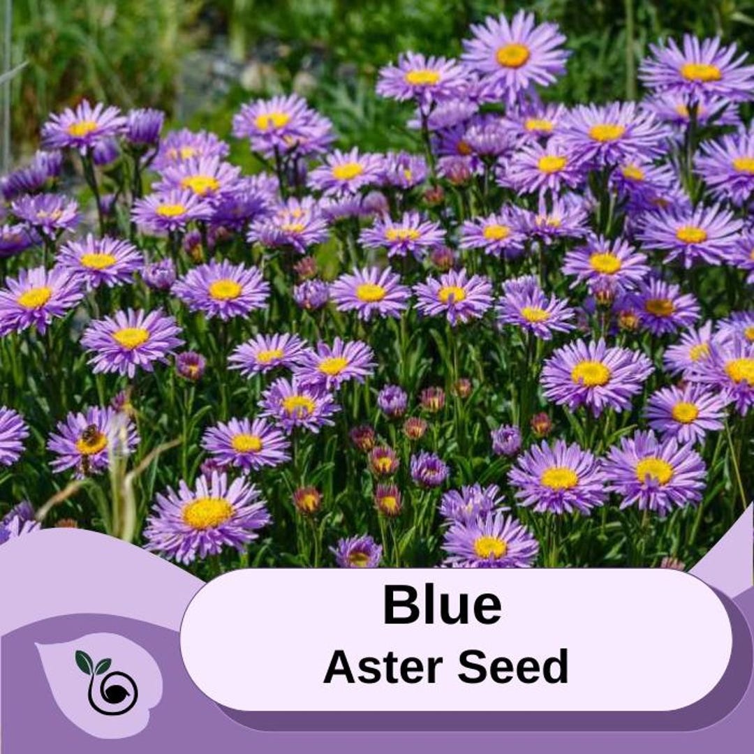 Aster Alpinus Blue Seeds - USA Seller - Etsy