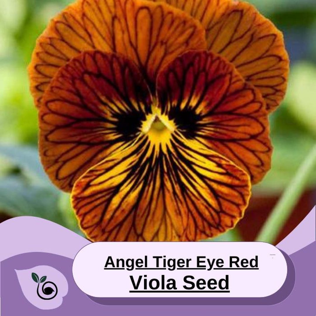 Viola Angel Tiger Eye Red Seed - Etsy
