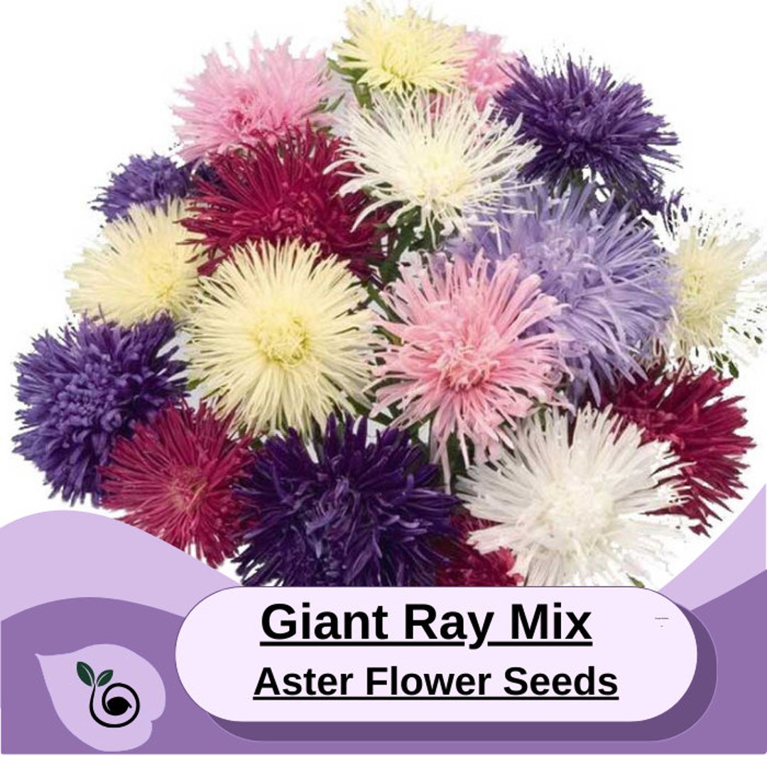Aster Seed Giant Ray Mix Mid Blue, Primrose, Red, Silver Blue, Silver ...