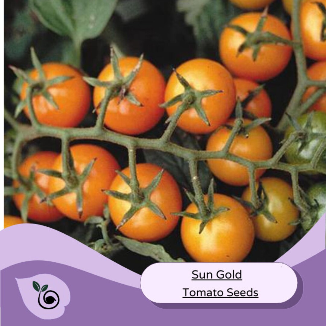 Sungold Tomato Seeds - Cherry Tomato Seeds - Sungold Cherry Tomato ...