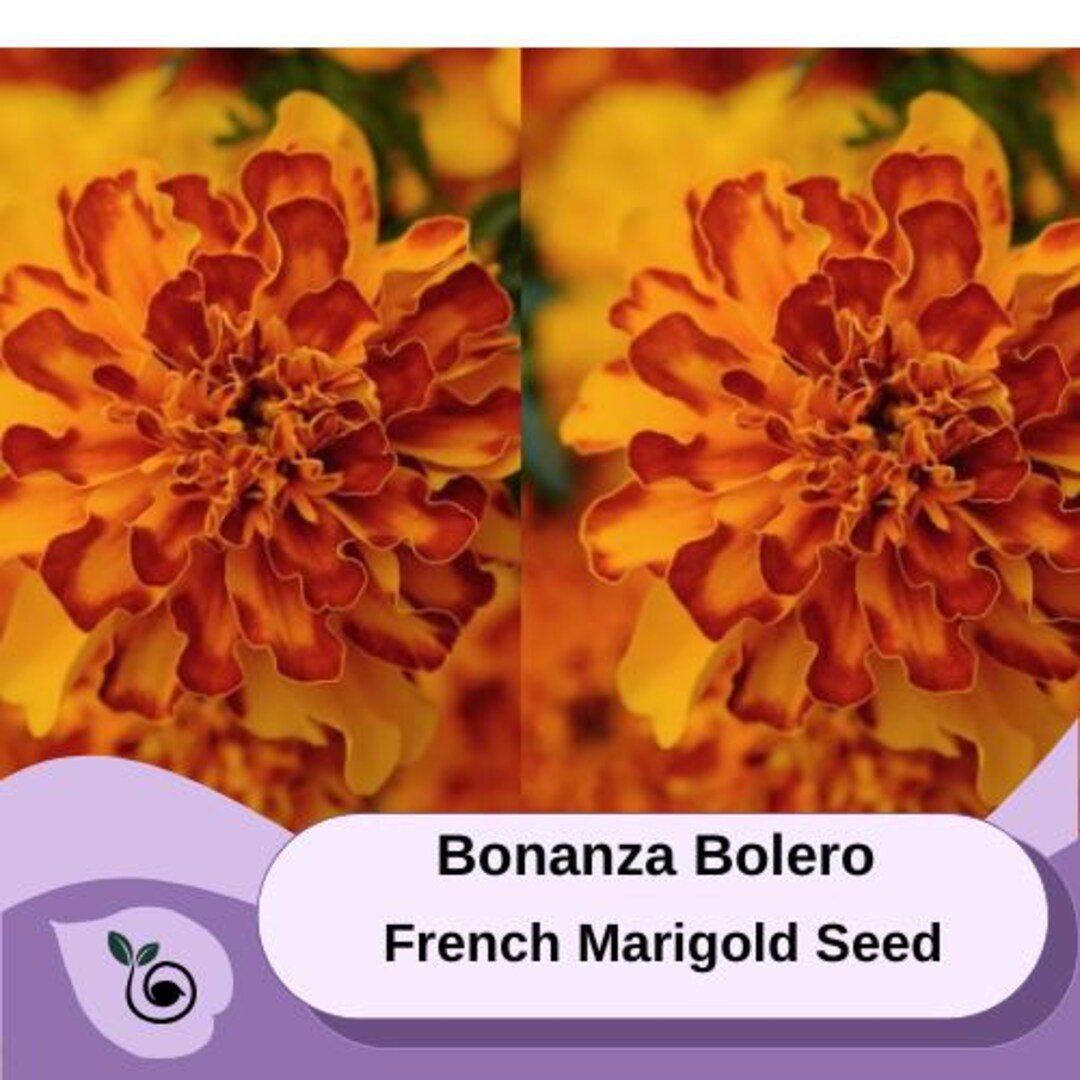 Bonanza Bolero French Marigold Seeds - Etsy