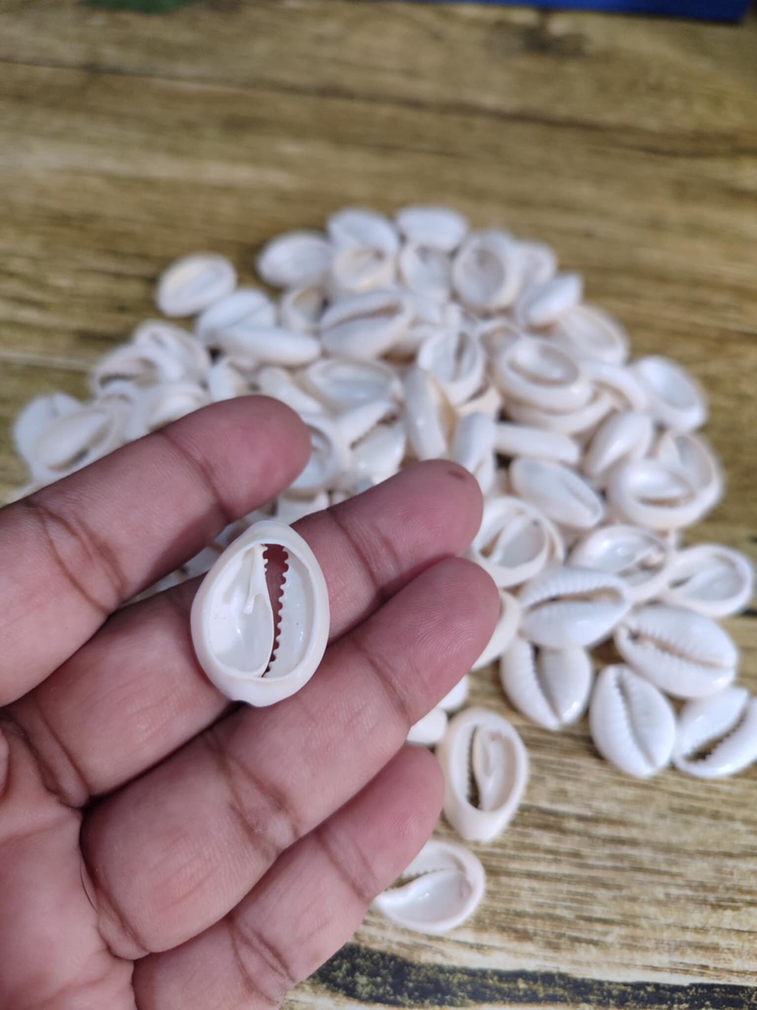 100pcs Half Cut White Cowrie Shell Beads for DIY Jewelry Making Large ...