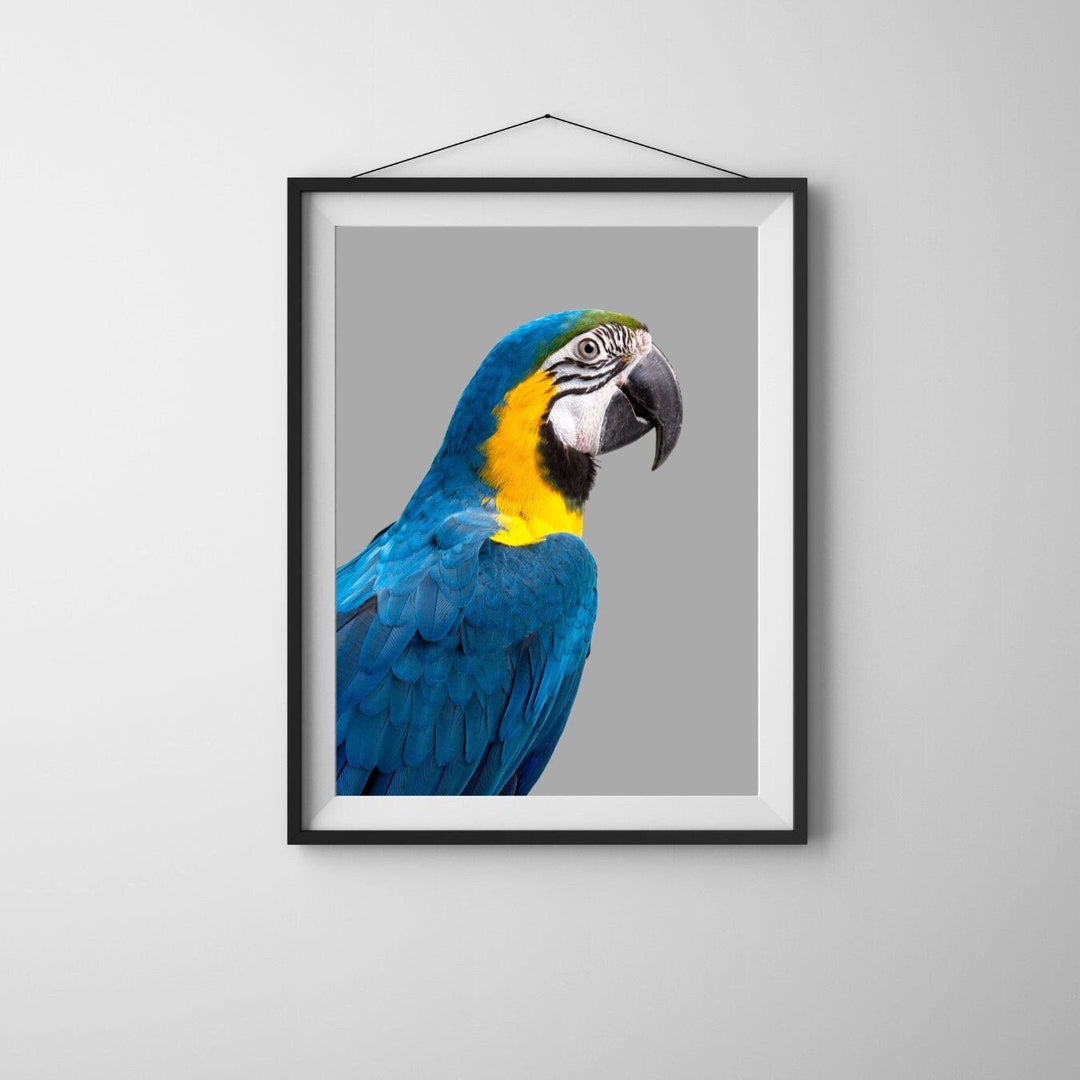 Macaw Parrot Original Digital Wall Art, Blue Gold Parrot Portrait ...