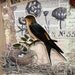 Sparrow-tailed Bird and Nest, Diorama Shadow Box (5x5"). Nature ...