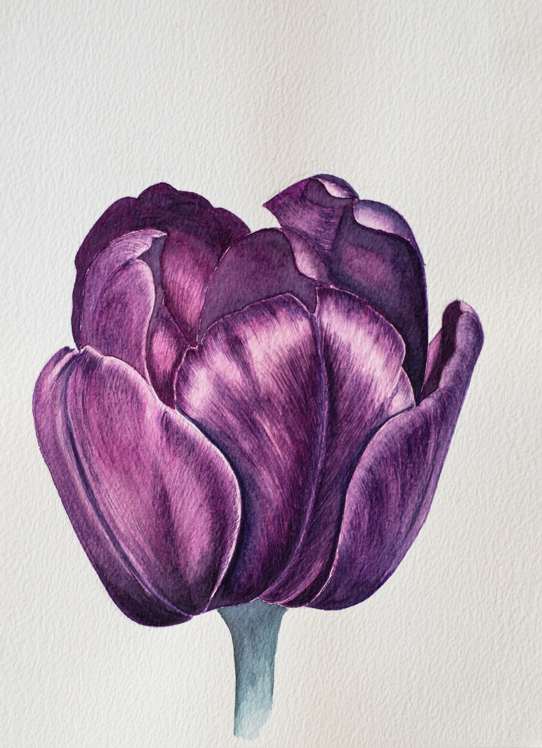 Purple Tulip, Watercolor, Botanical Drawing, Flower Original Botanical ...