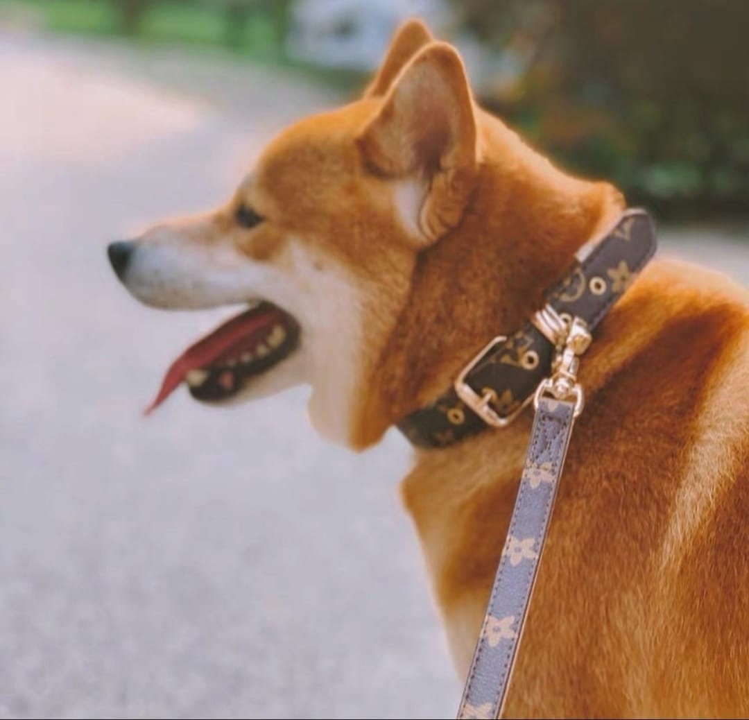 2.5cm Dog Collar and Leash Set, Leather Dog Collar, Design Dog Collar ...