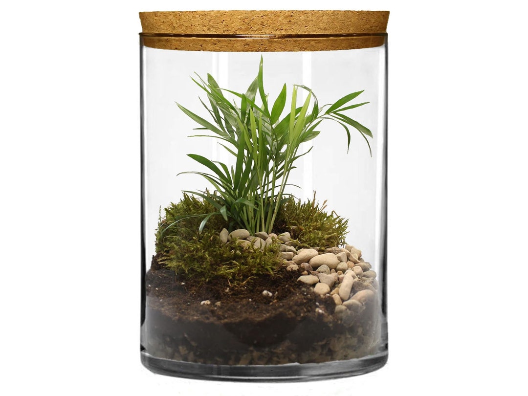 Eternal Terrarium Ecosphere Set in a Glass Jar. Full Kit, All Included ...