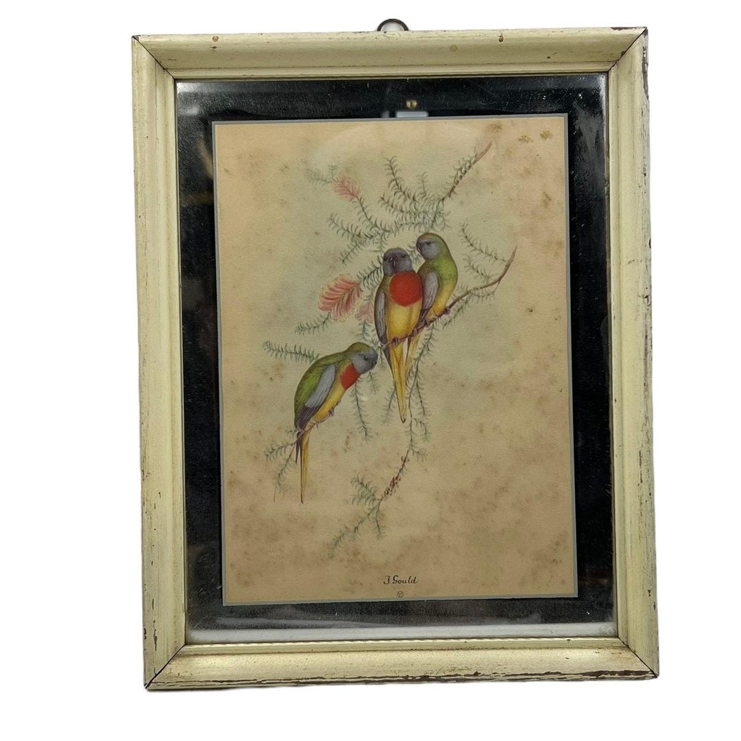 J Gould Splendid Grass Parakeet Offset Litho Print Framed - Etsy