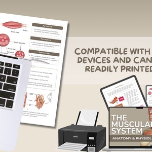 Muscular System Study Guide | Anatomy & Physiology Notes (PDF) - Etsy UK