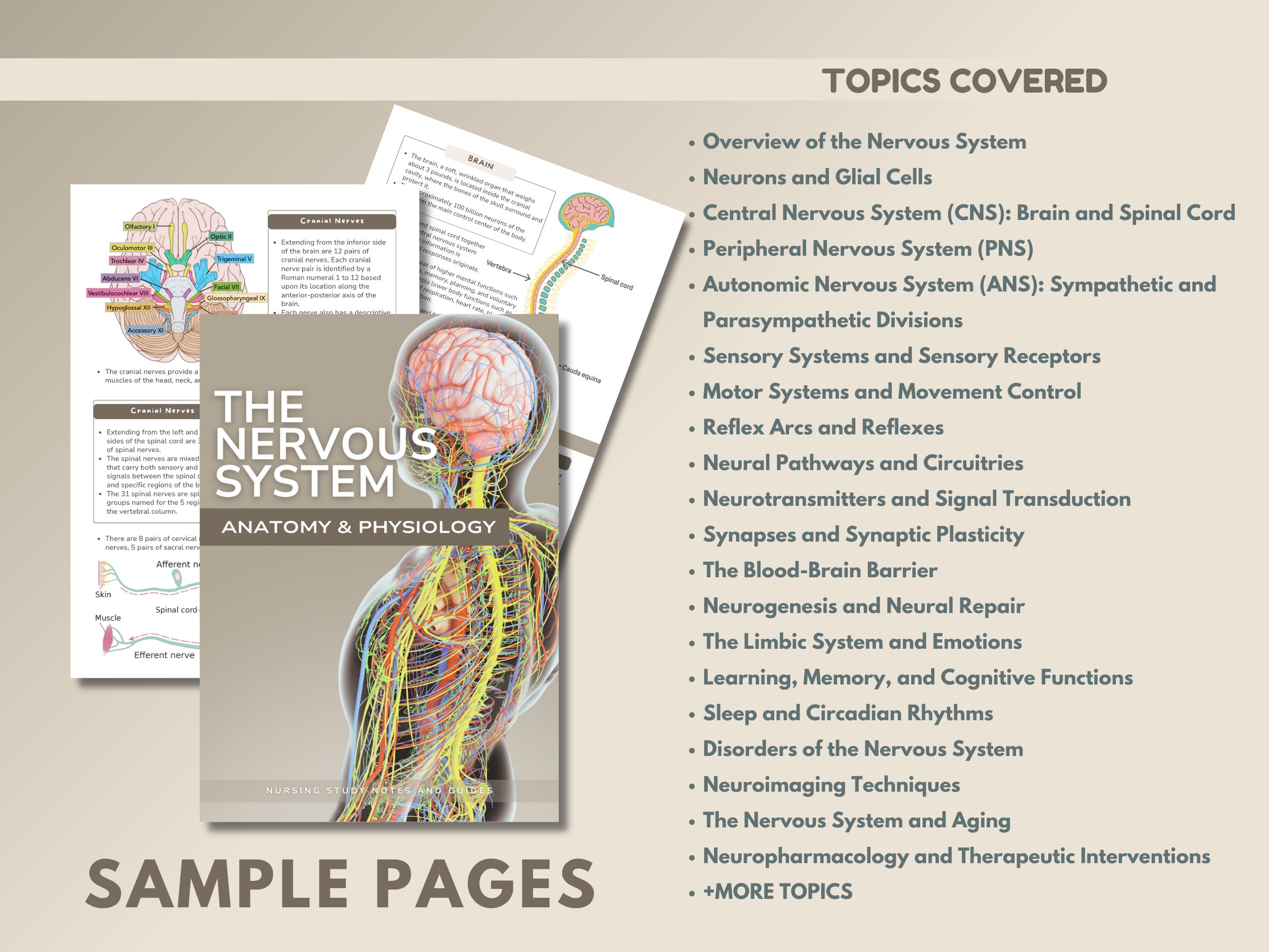 Anatomy and Physiology - Nervous System | 15 PAGES Nursing Guide | A&P ...