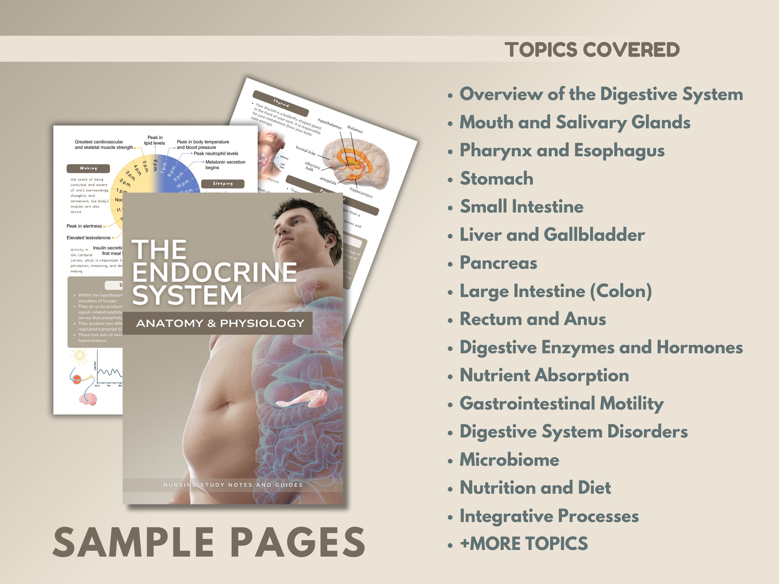 HUMAN Endocrine System - Anatomy and Physiology | 16 PAGES | Digital ...