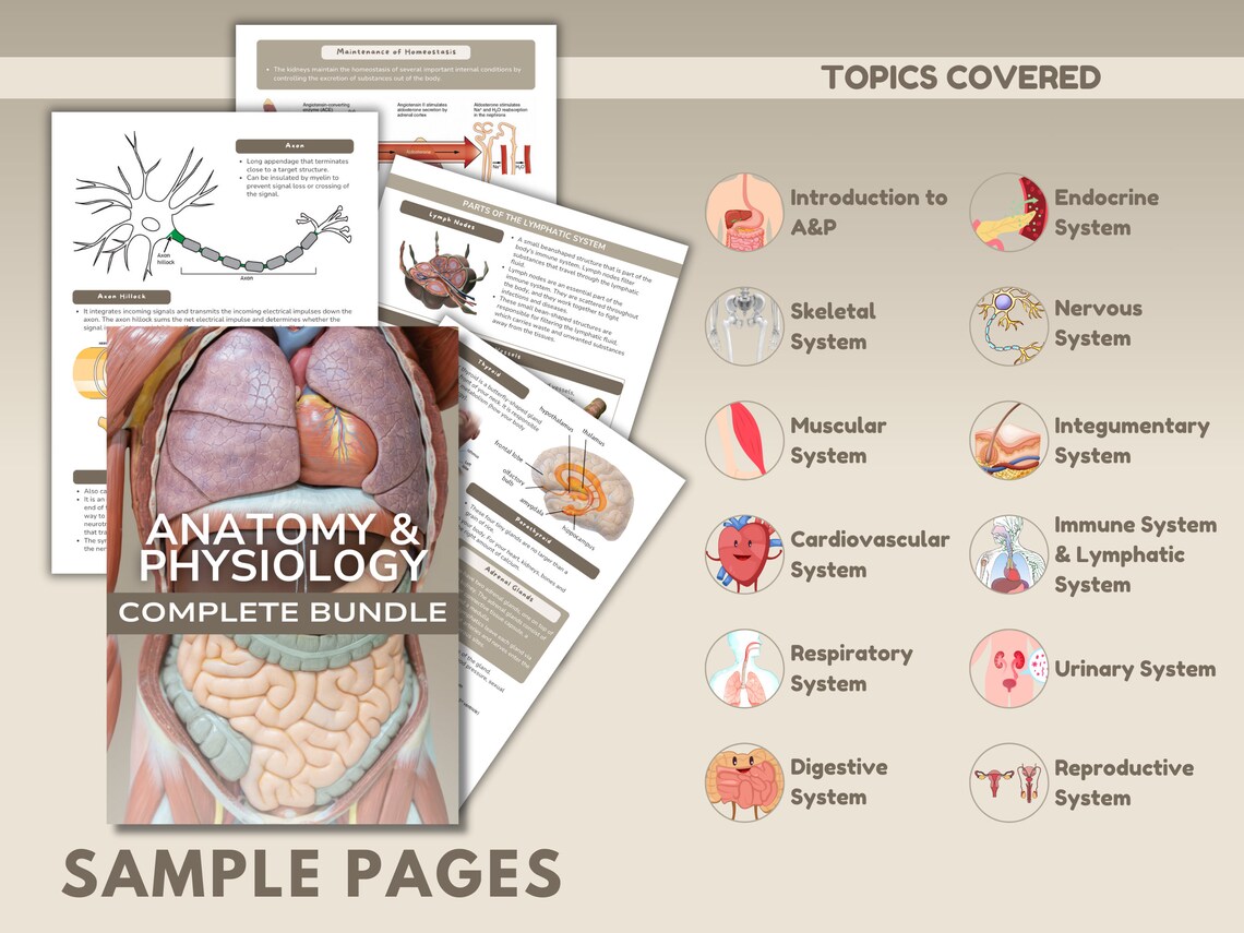 Anatomy and Physiology COMPLETE BUNDLE | Digital Study Guide | 147 ...