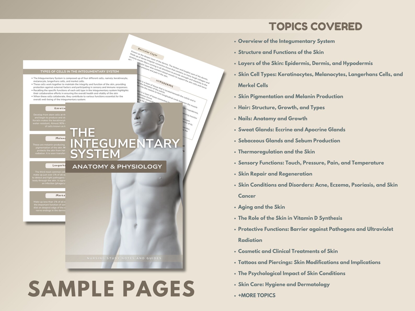 Human Integumentary System Anatomy and Physiology 8 Pages A&P Guide Pdf ...