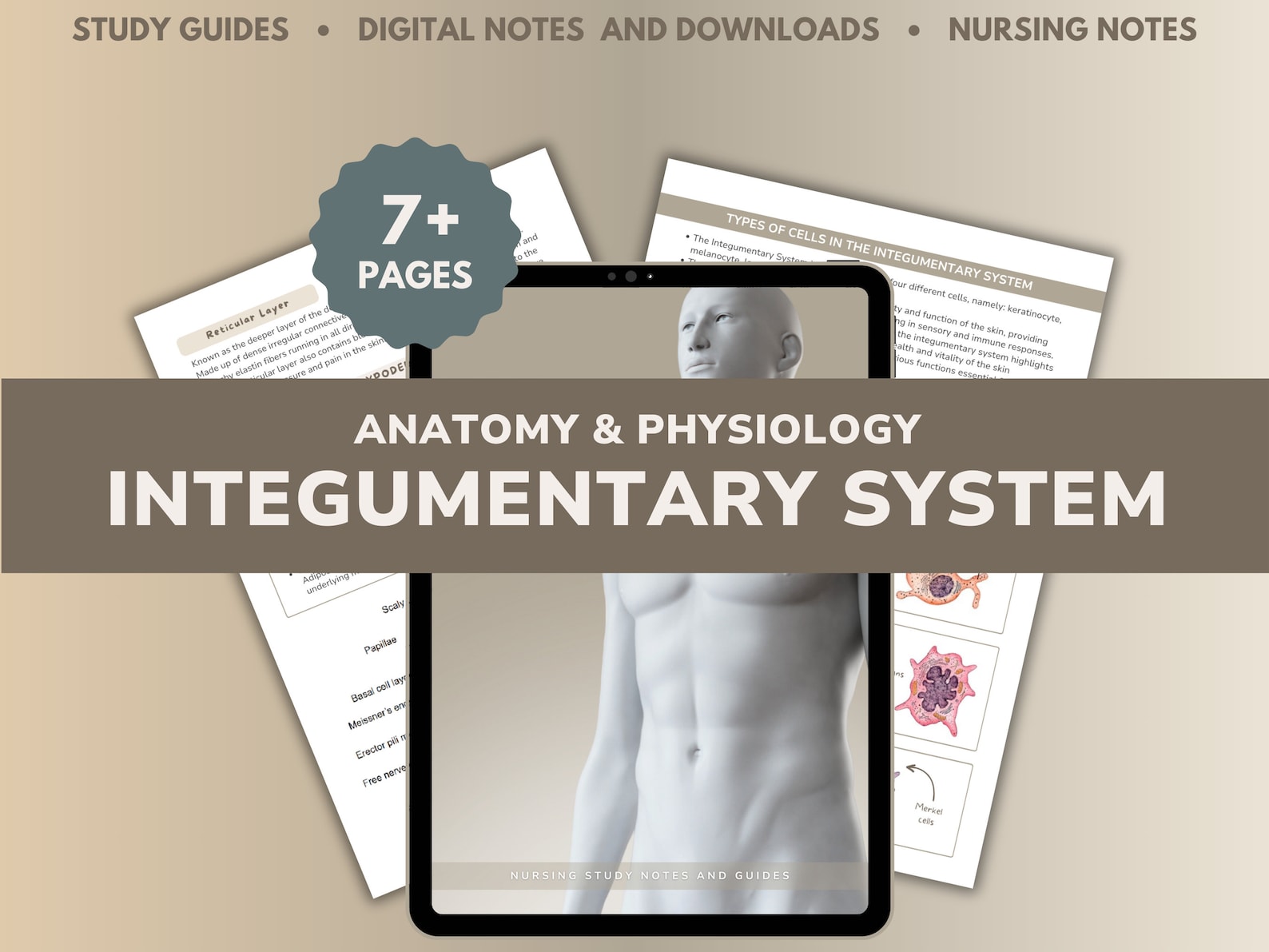 Human Integumentary System - Anatomy and Physiology | 8 Pages | A&P ...