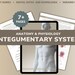 Human Integumentary System - Anatomy and Physiology | 8 Pages | A&P ...
