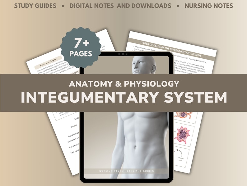 Human Integumentary System - Anatomy and Physiology | 8 Pages | A&P ...