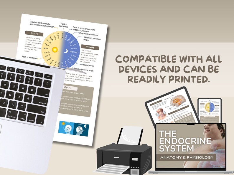 HUMAN Endocrine System - Anatomy and Physiology | 16 PAGES | Digital ...