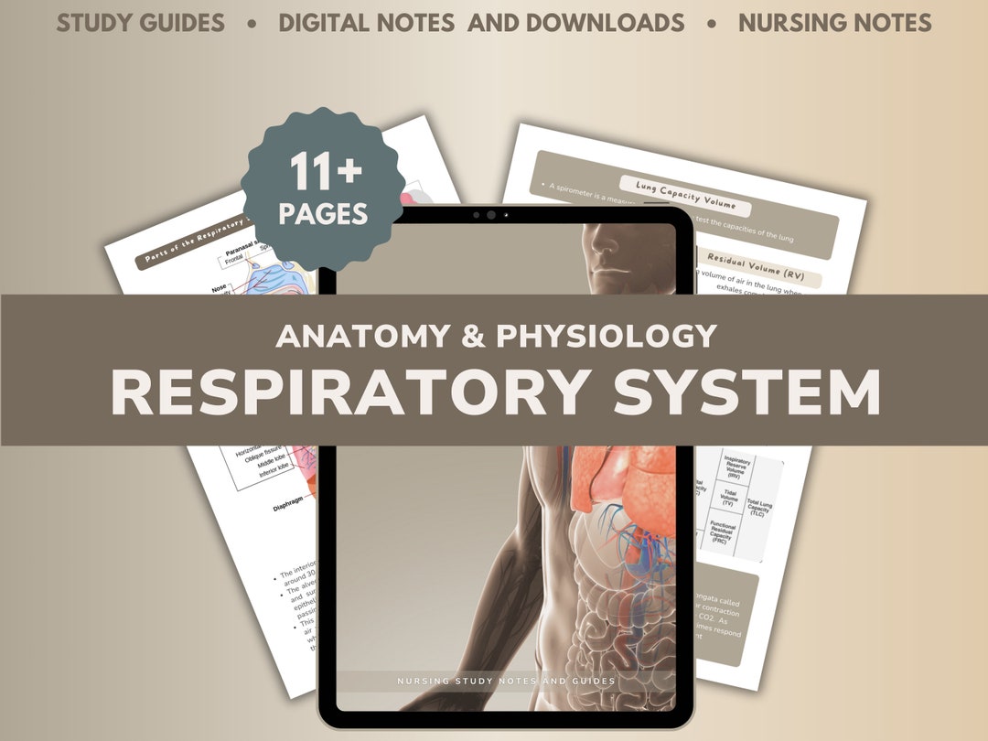 Respiratory System Anatomy and Physiology Guide – Nursing Notes ...