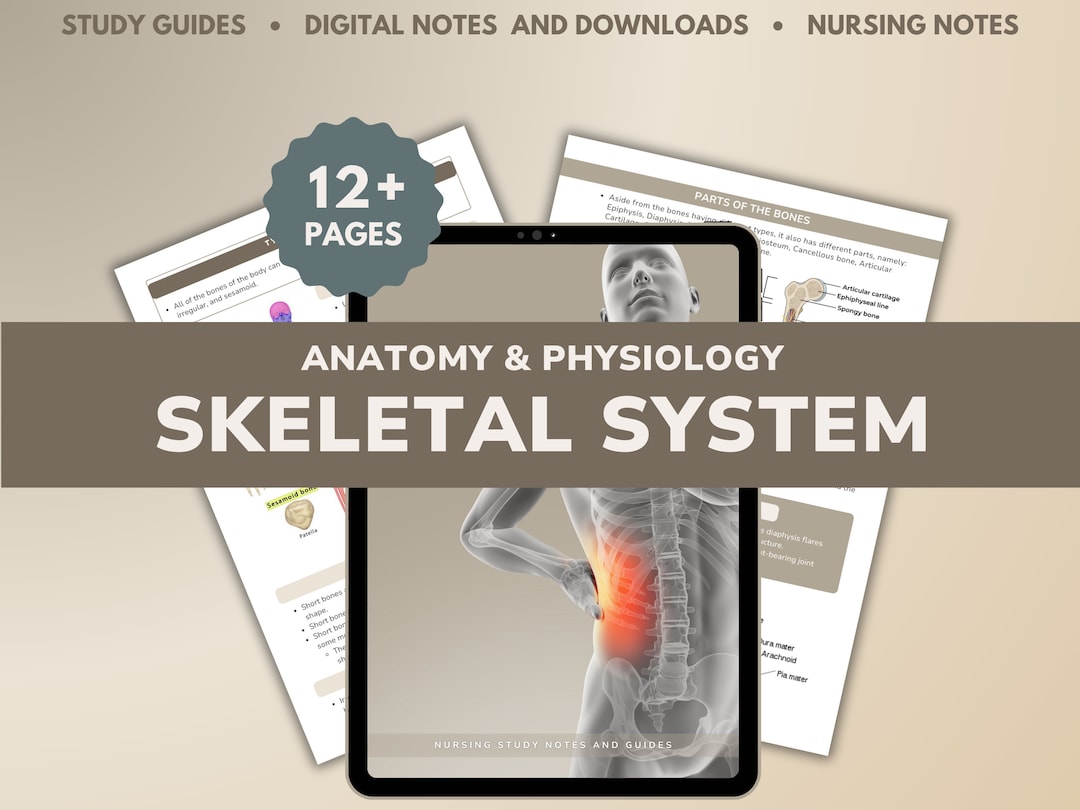 Skeletal System Anatomy & Physiology - Nursing Study Guide (digital ...