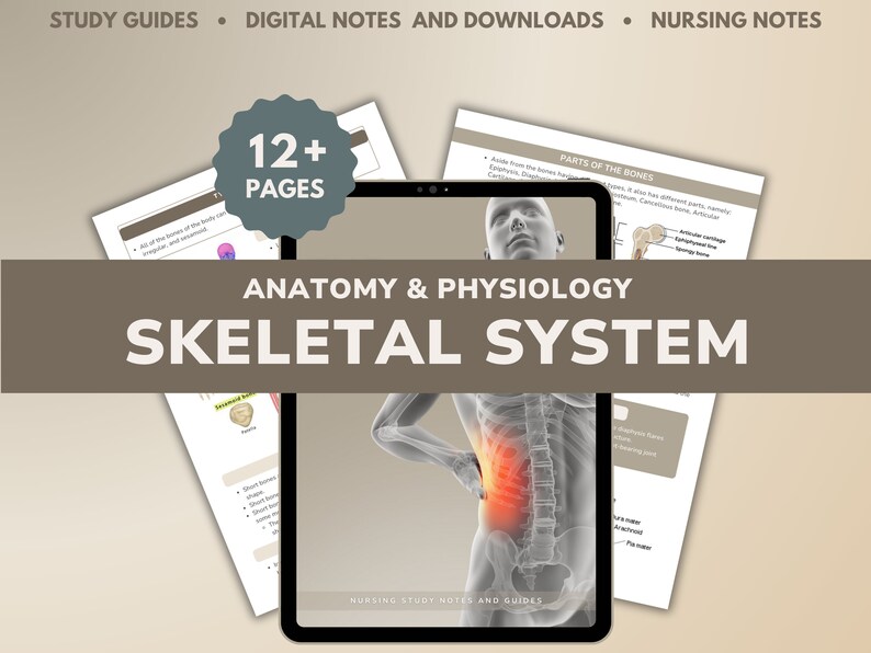 Anatomy and Physiology - Skeletal System | 13 Pages | Nursing Study ...