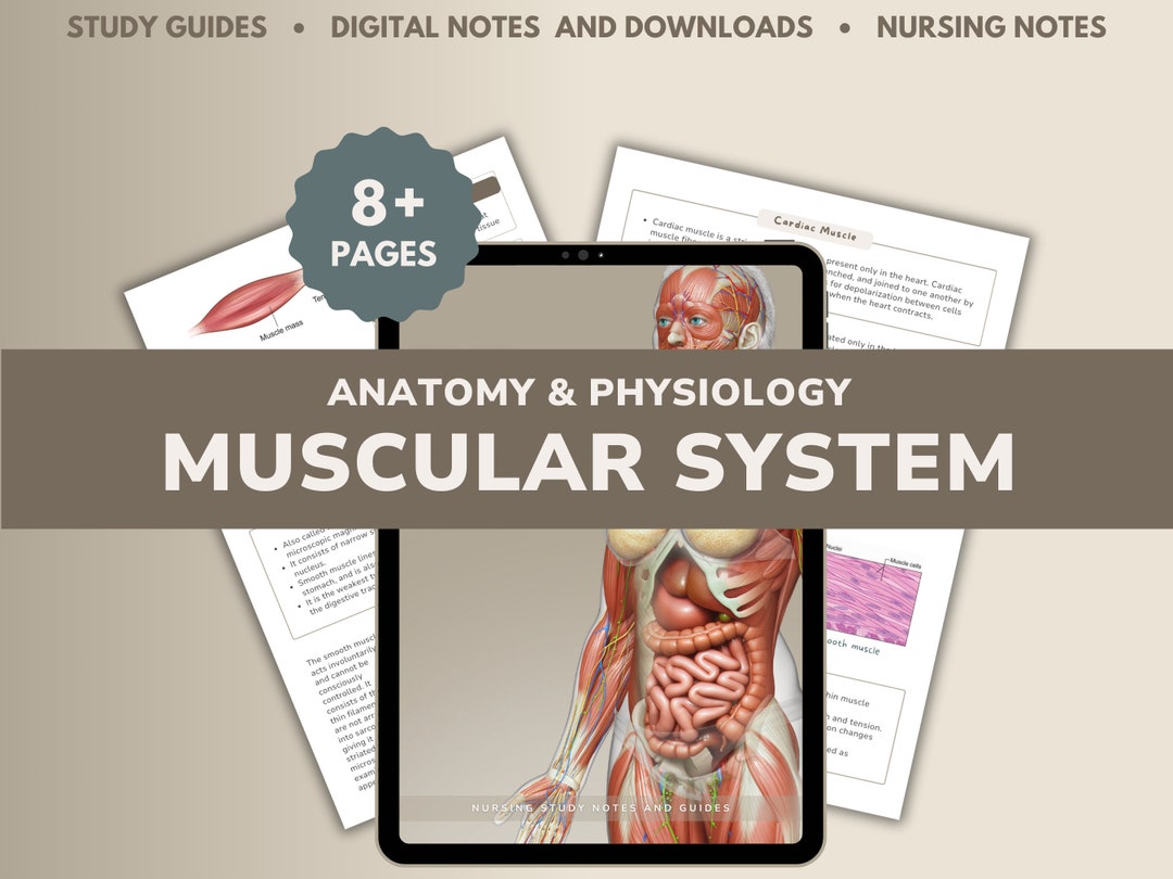 Muscular System Study Guide | Anatomy & Physiology Notes (PDF) - Etsy