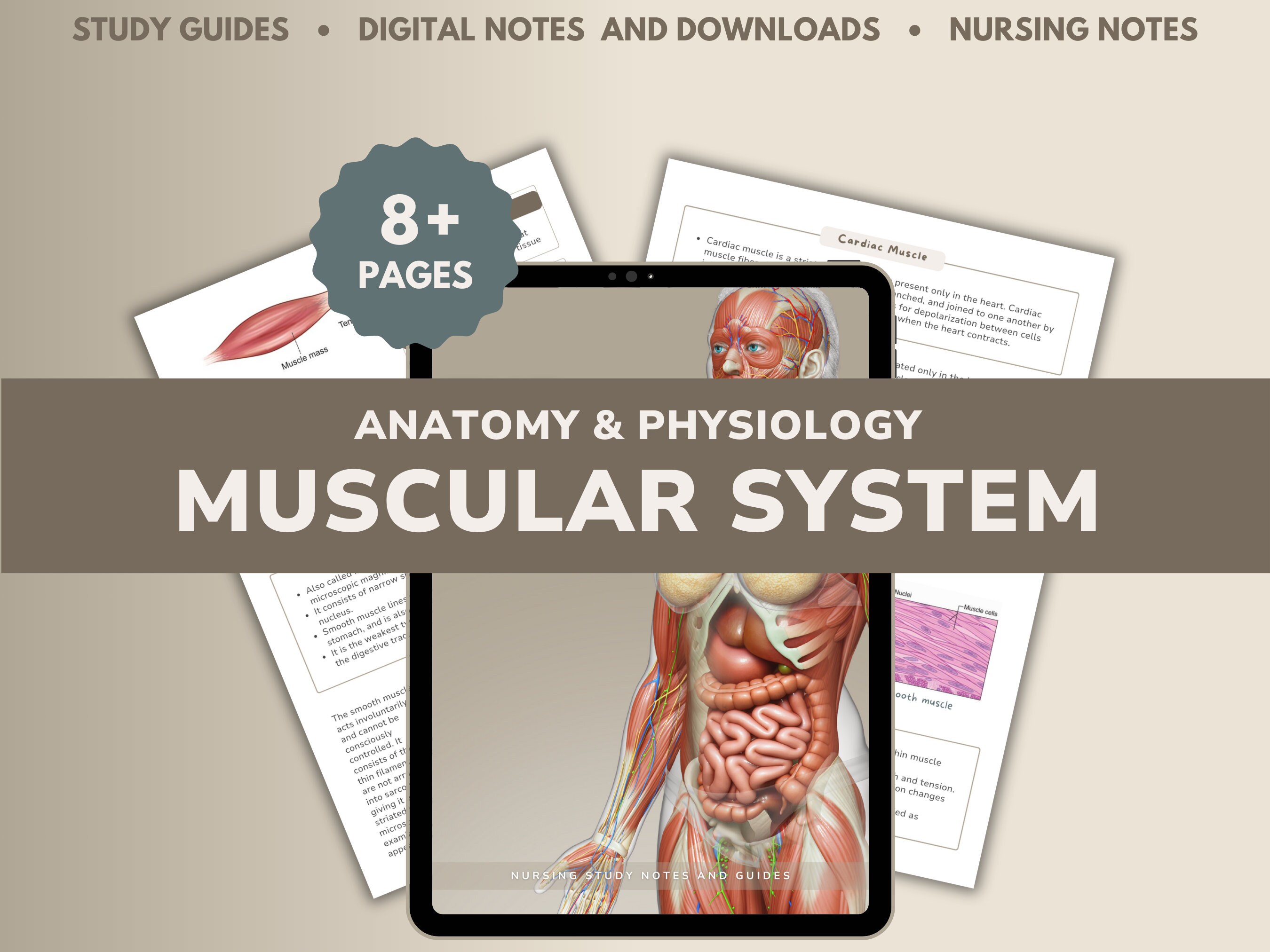 A&P Muscular System 9 Pages Digital Nursing Study Notes PDF Future ...