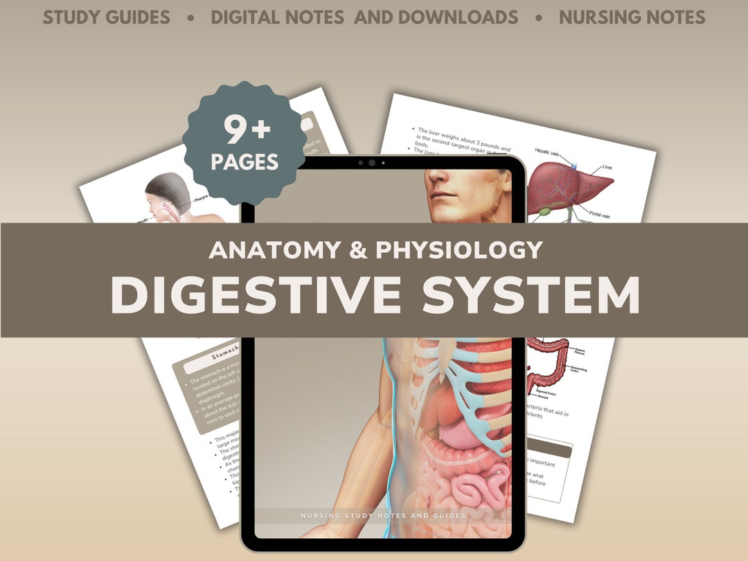 Human Digestive System - Anatomy and Physiology | 10 Pages Nursing ...