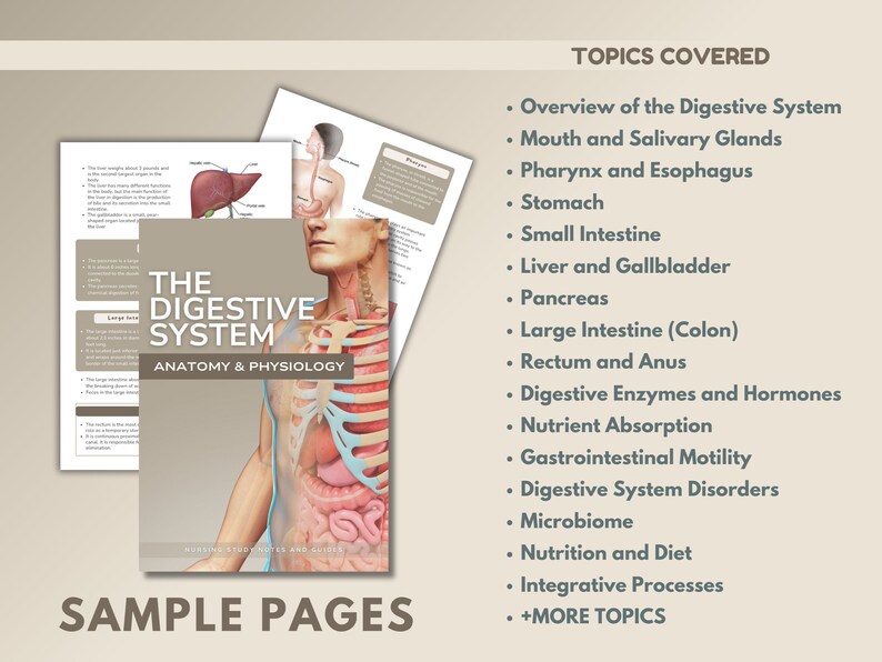 Human Digestive System - Anatomy and Physiology | 10 Pages Nursing ...