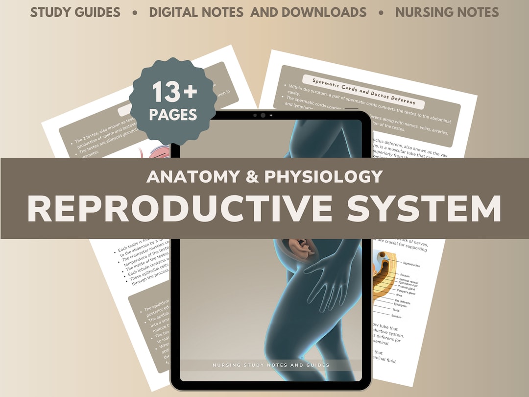 Reproductive System Study Guide | A&P Notes (PDF) - Etsy