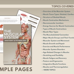 A&P Muscular System 9 Pages Digital Nursing Study Notes PDF Future ...