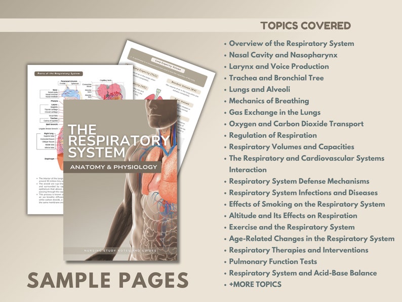 Respiratory System - Anatomy and Physiology | A&P Guide | Digital ...